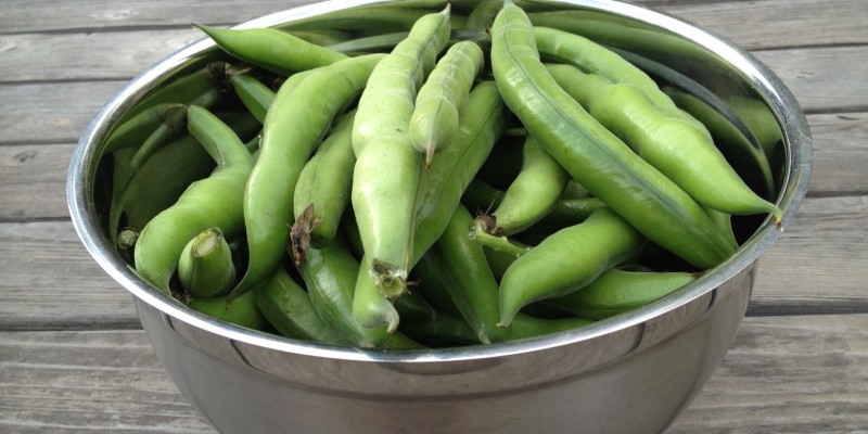 La coltivazione delle fave