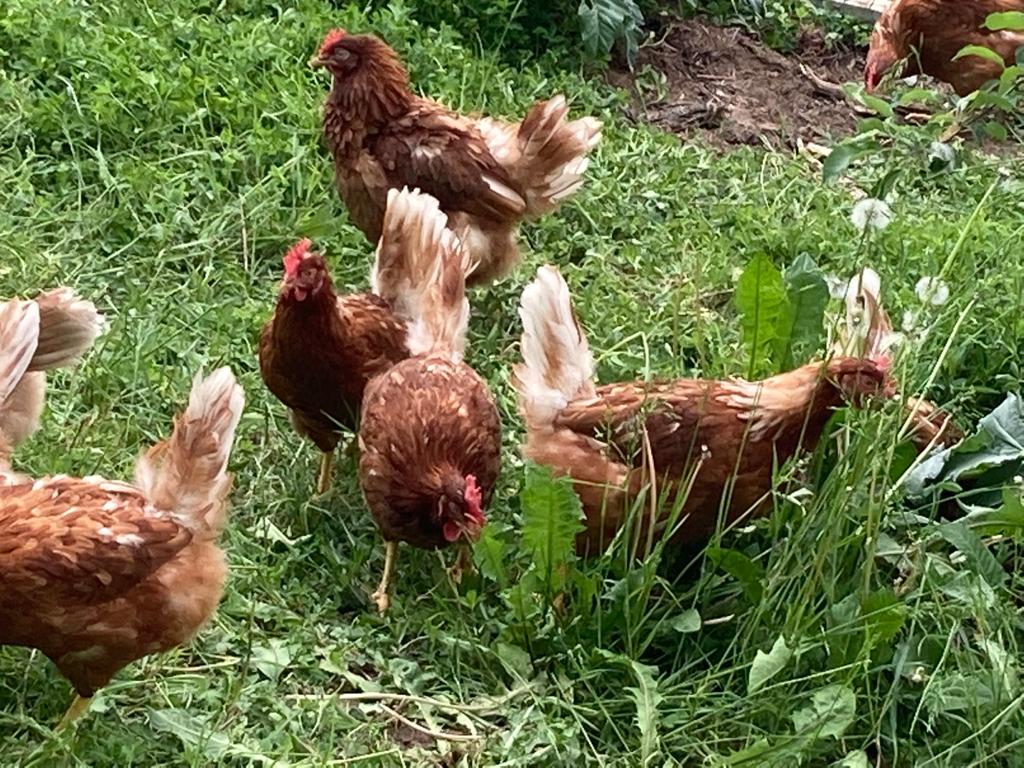 Le galline e l’estate ⛱️