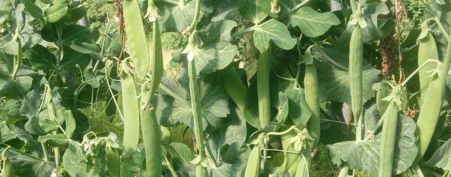 I piselli, importanti e preziosi